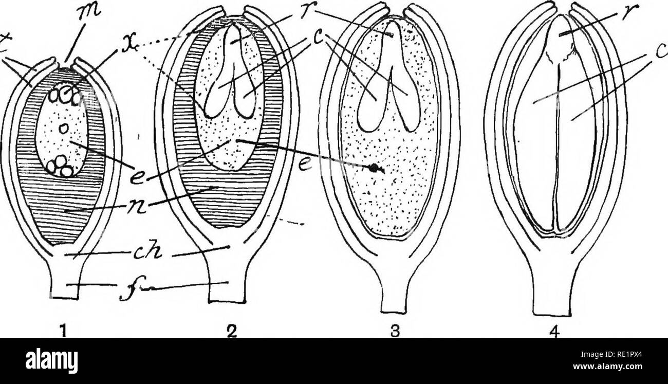 . Agricultural botany, theoretical and practical. Botany, Economic ...