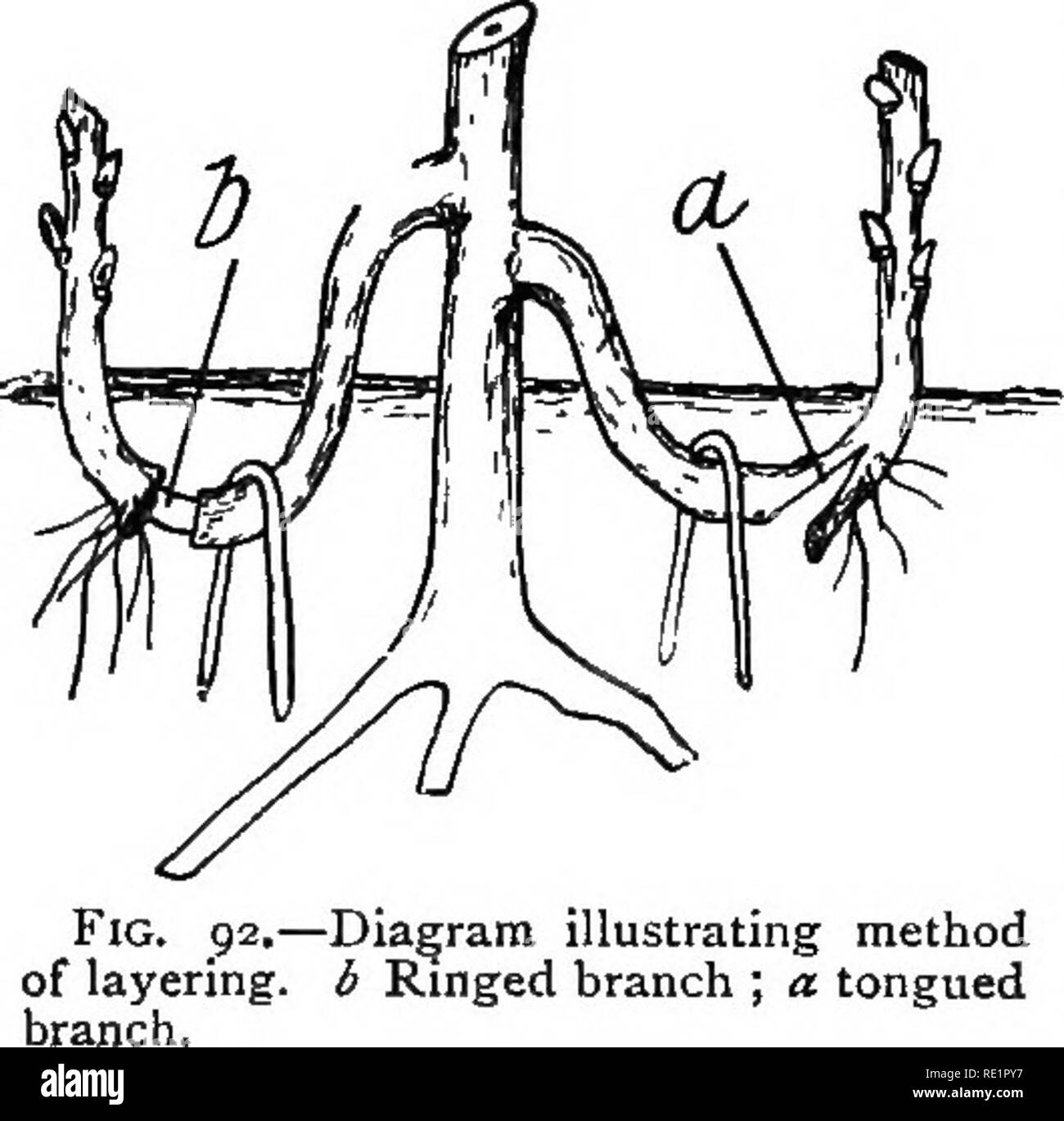Basal cuttings from tubers hi-res stock photography and images - Alamy