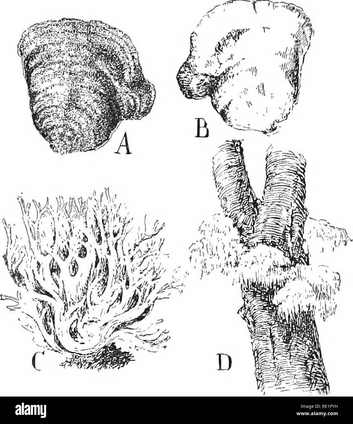 Hymenial Cut Out Stock Images & Pictures - Alamy