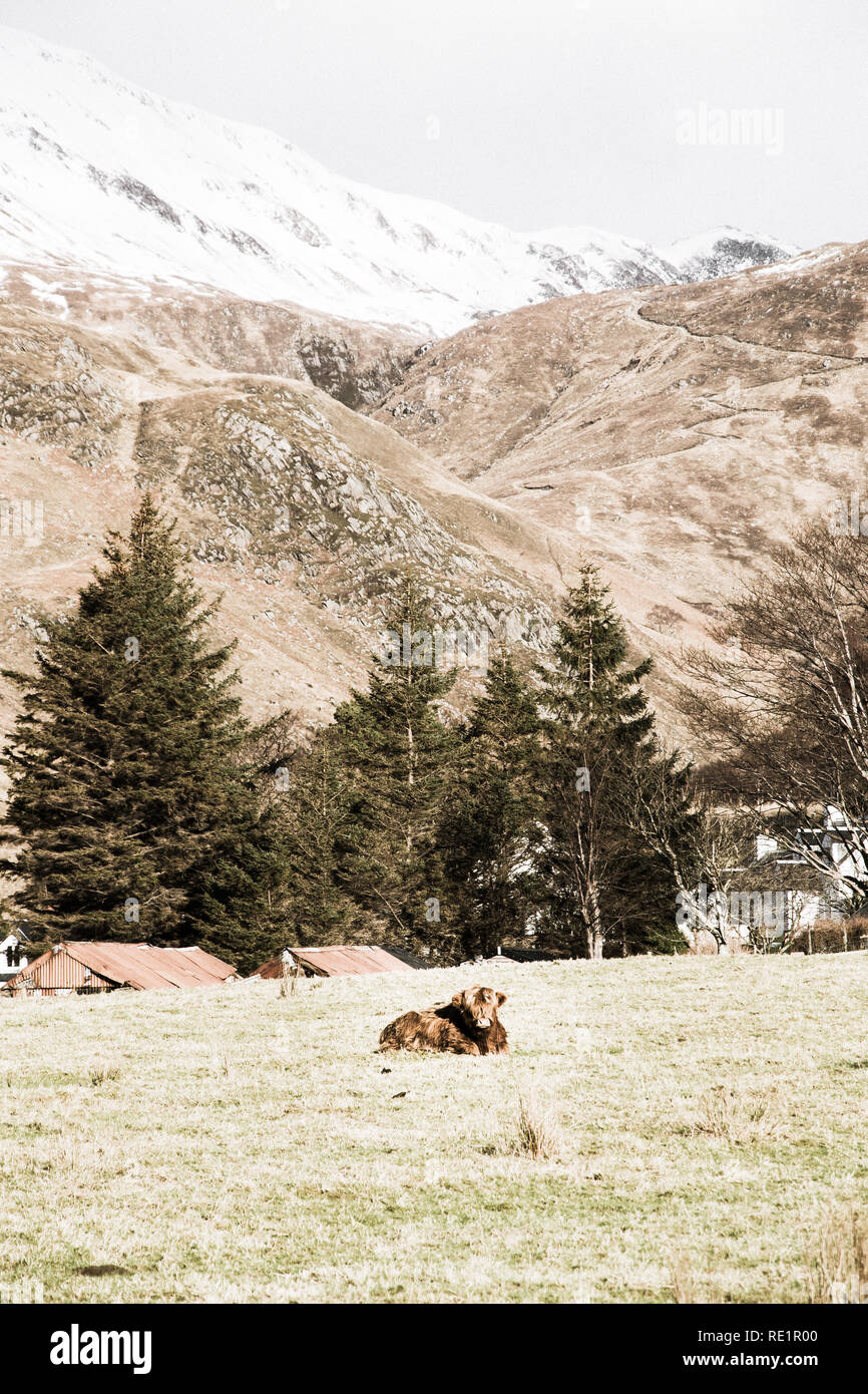 Highland cow stood in a Scottish meadow showing a curious interest in ...