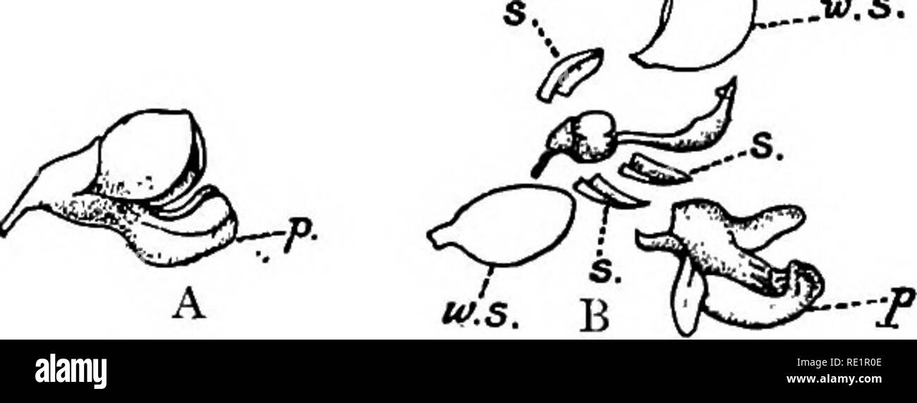 . A manual of Indian botany. Botany. 186 CLASSIFICATION. A, Whole ...