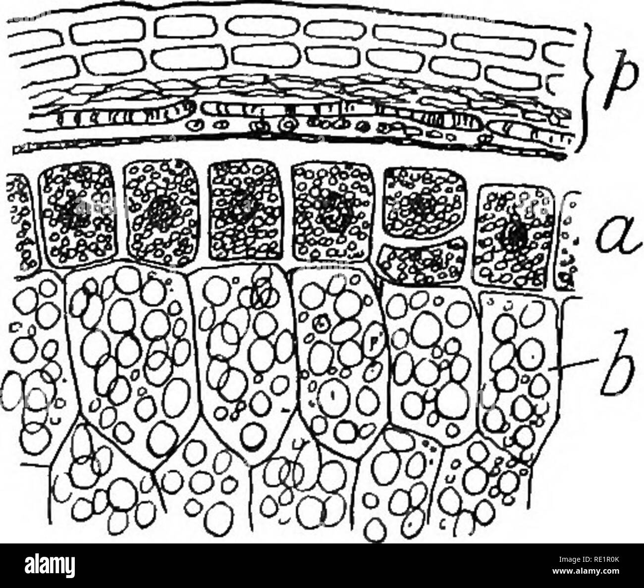 . Agricultural botany, theoretical and practical. Botany, Economic ...