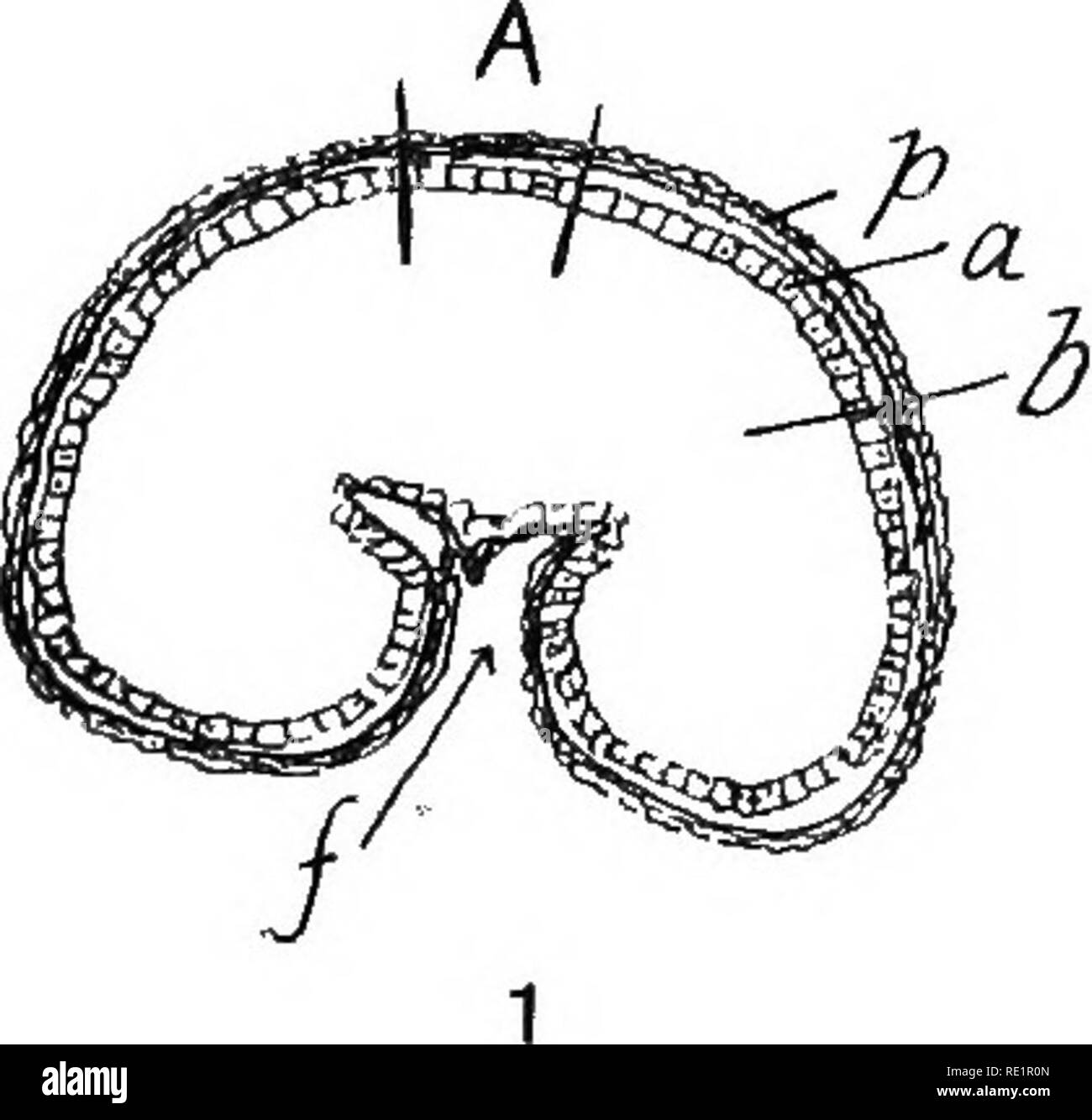 Citric acid crystal Black and White Stock Photos & Images - Alamy