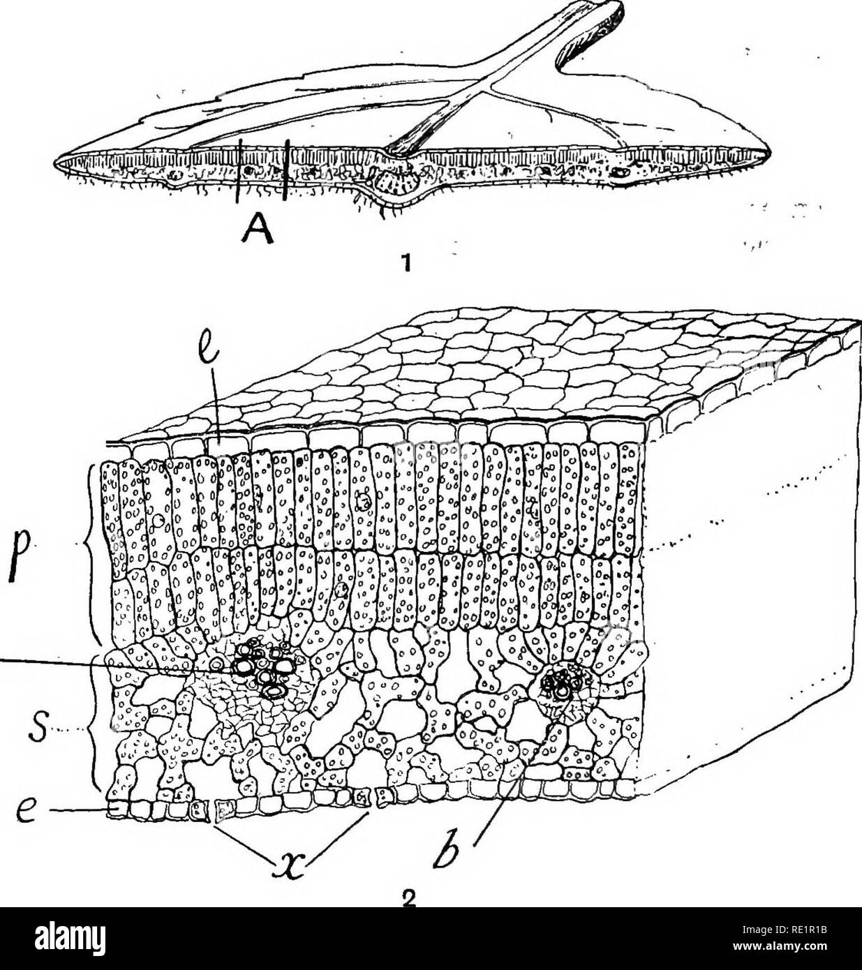 . Agricultural botany, theoretical and practical. Botany, Economic ...