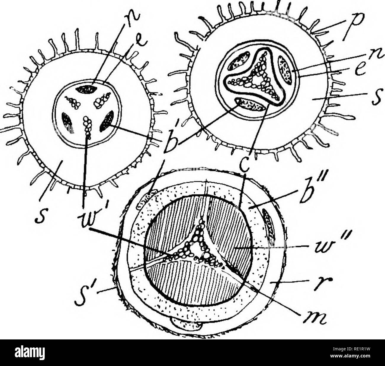 Piliferous hi-res stock photography and images - Alamy