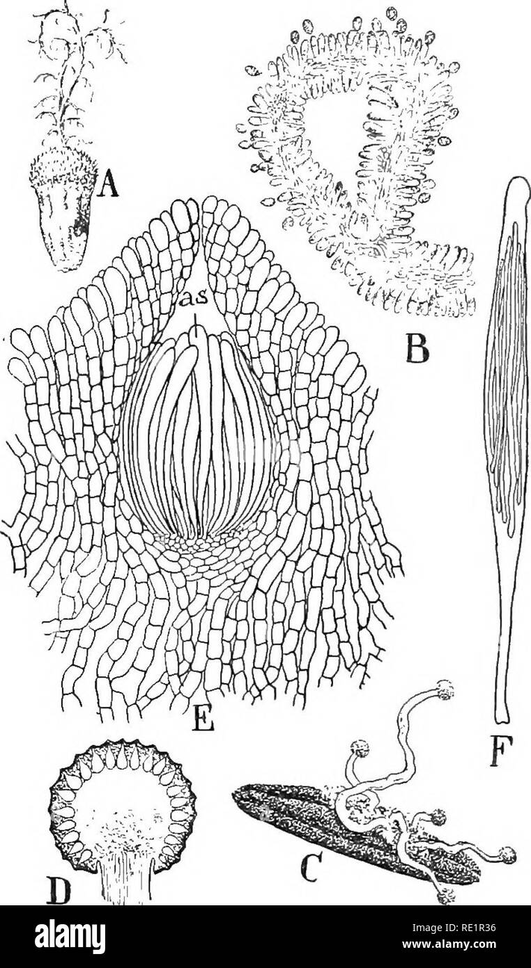 Mycelium on grain Black and White Stock Photos & Images - Alamy