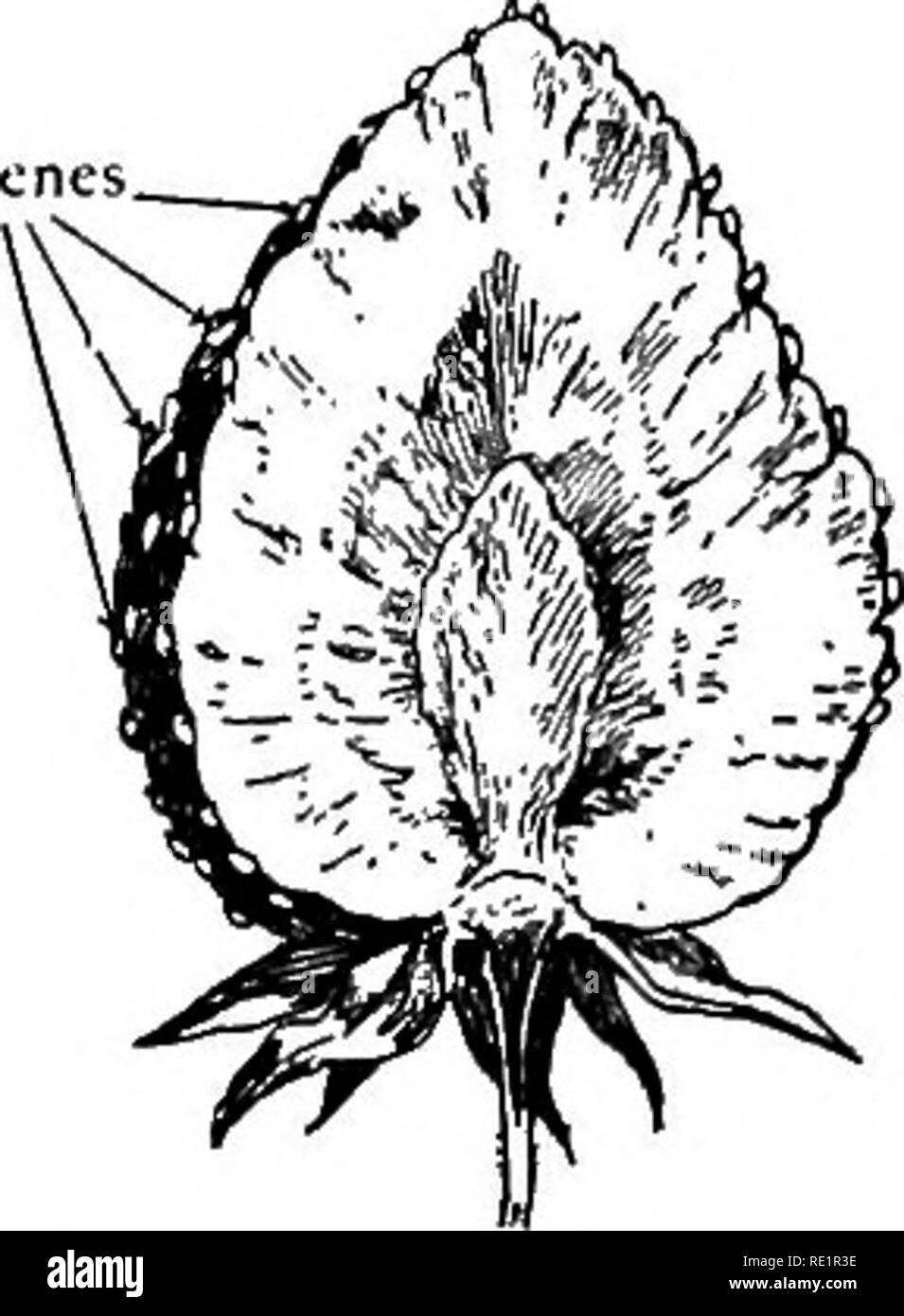 Dumur fruit hi-res stock photography and images - Alamy