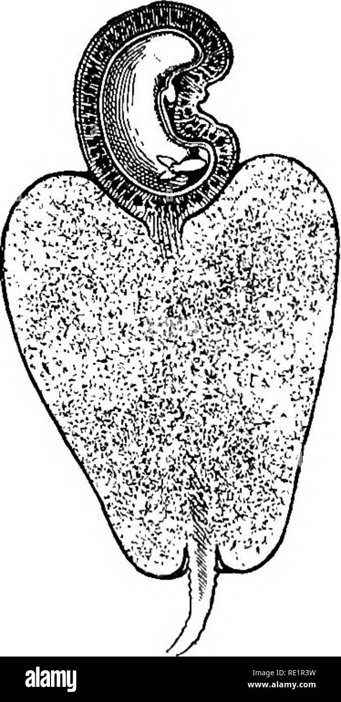 . A manual of Indian botany. Botany. FRUITS AND SEEDS »5i and bagh ...