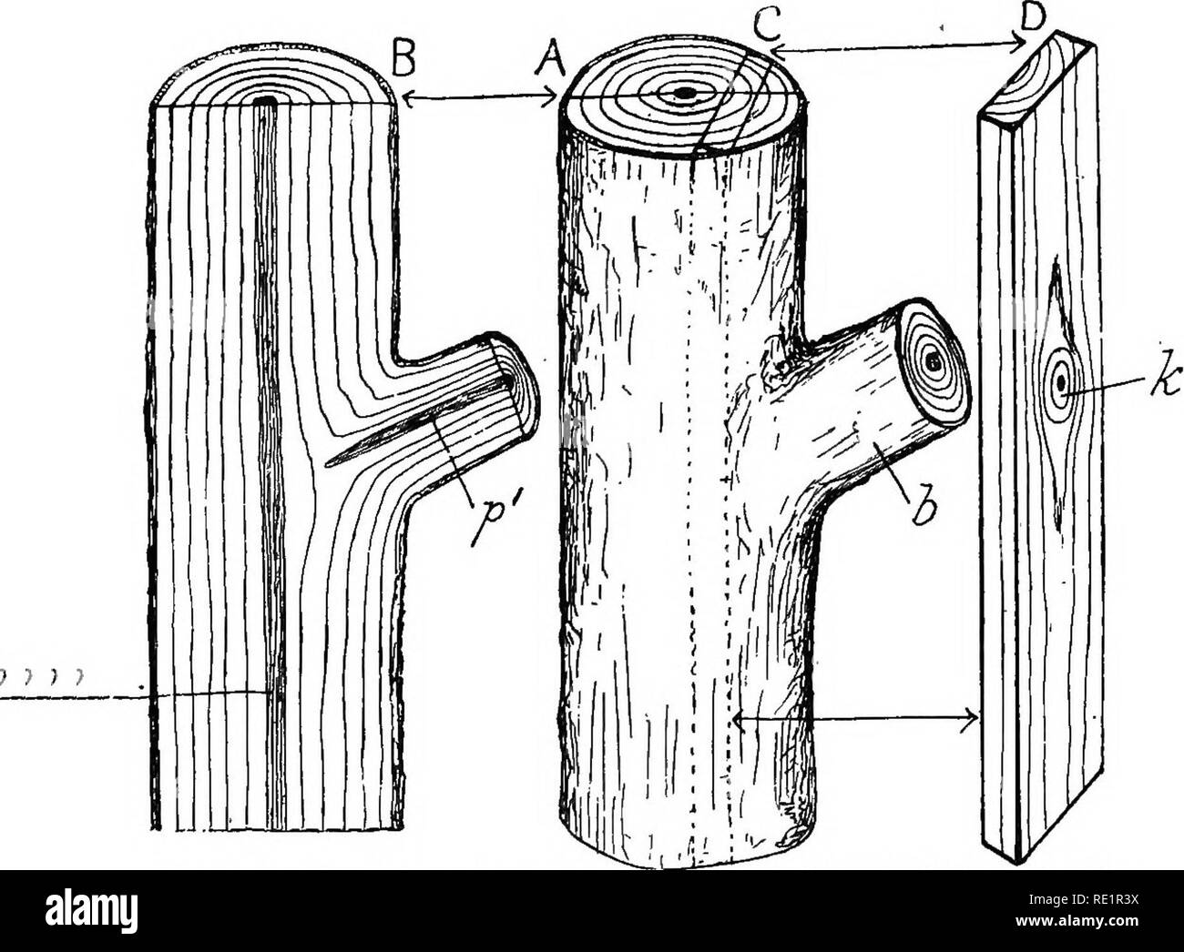 . Agricultural botany, theoretical and practical. Botany, Economic ...