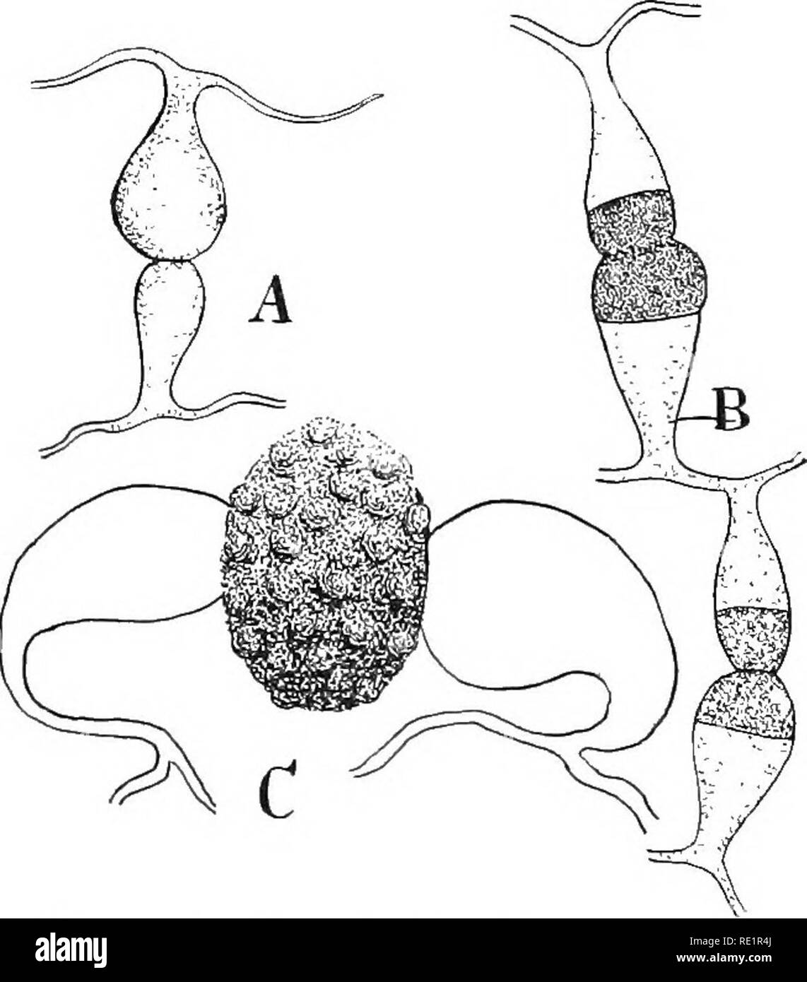 Pilobolus Black and White Stock Photos & Images - Alamy