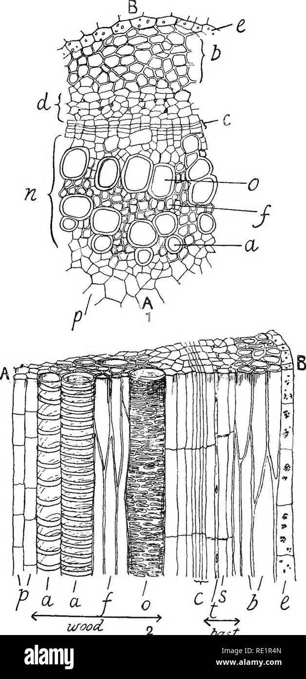 Pitted vessel Black and White Stock Photos & Images - Alamy