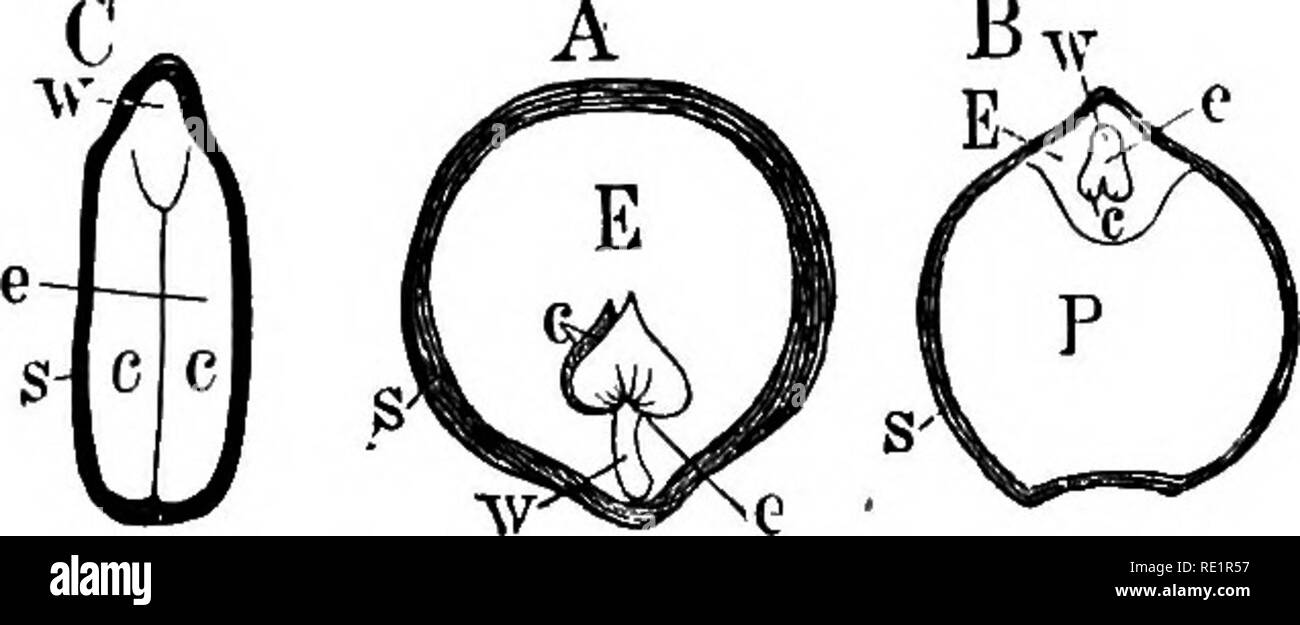 Perisperm Black and White Stock Photos & Images - Alamy