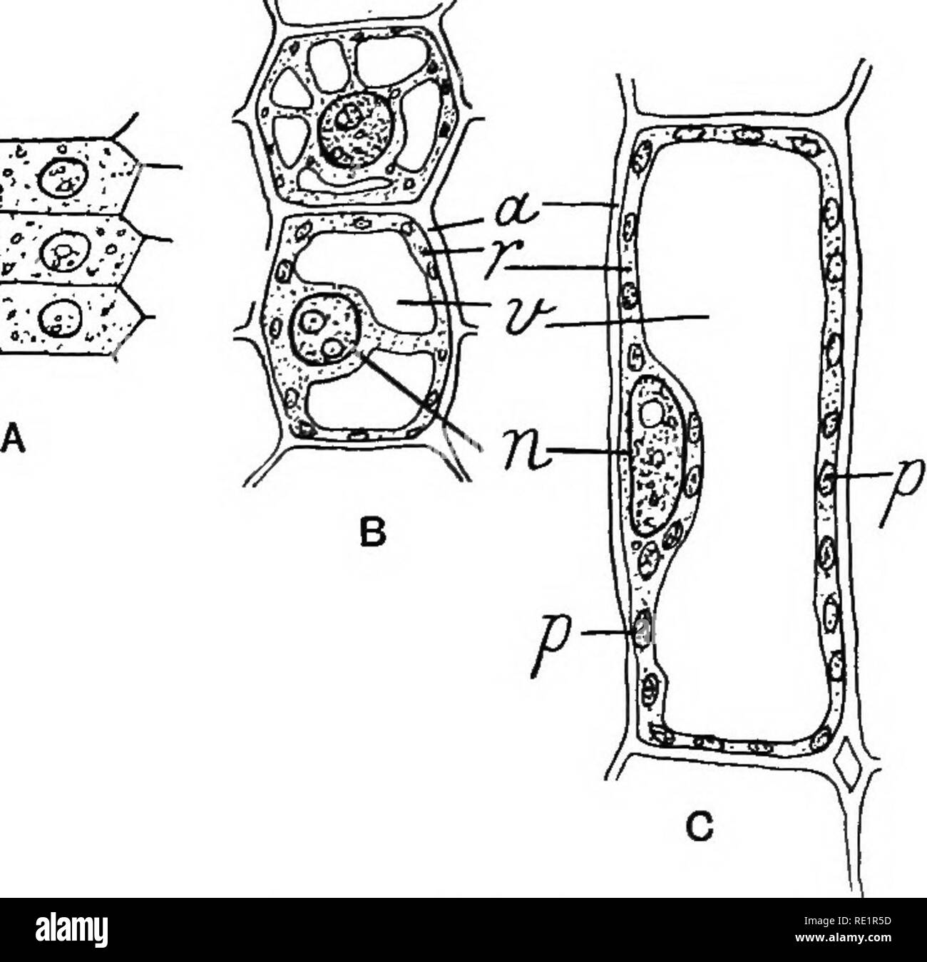 . Agricultural botany, theoretical and practical. Botany, Economic ...