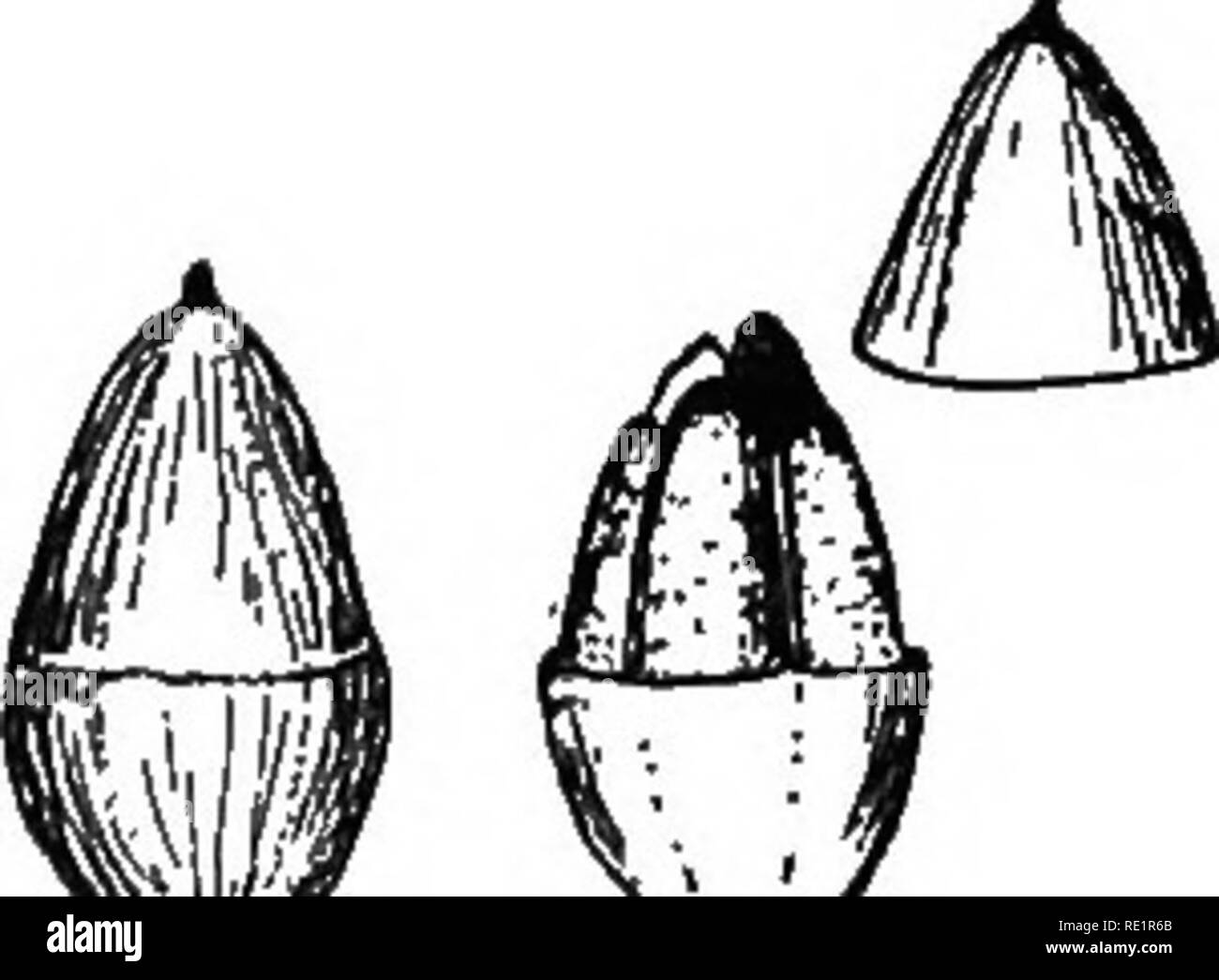 Pyxis forms hi-res stock photography and images - Alamy