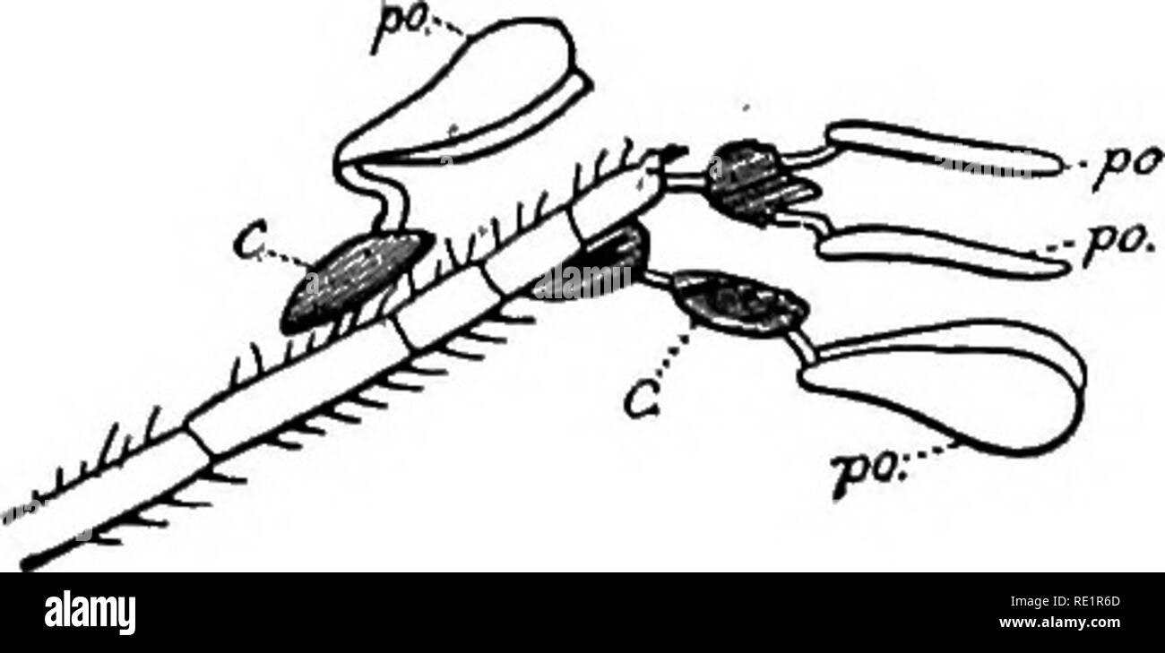 Perianth tube Black and White Stock Photos & Images - Alamy