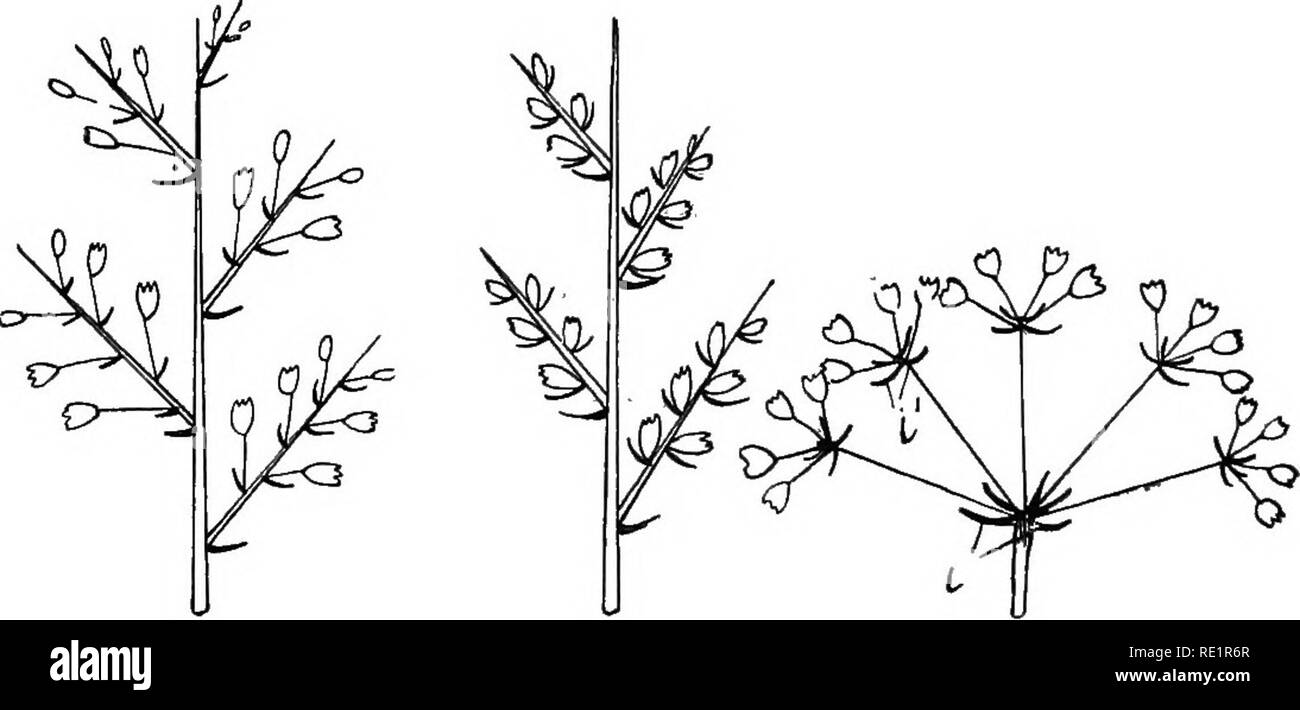 Racemose inflorescence Black and White Stock Photos & Images - Alamy