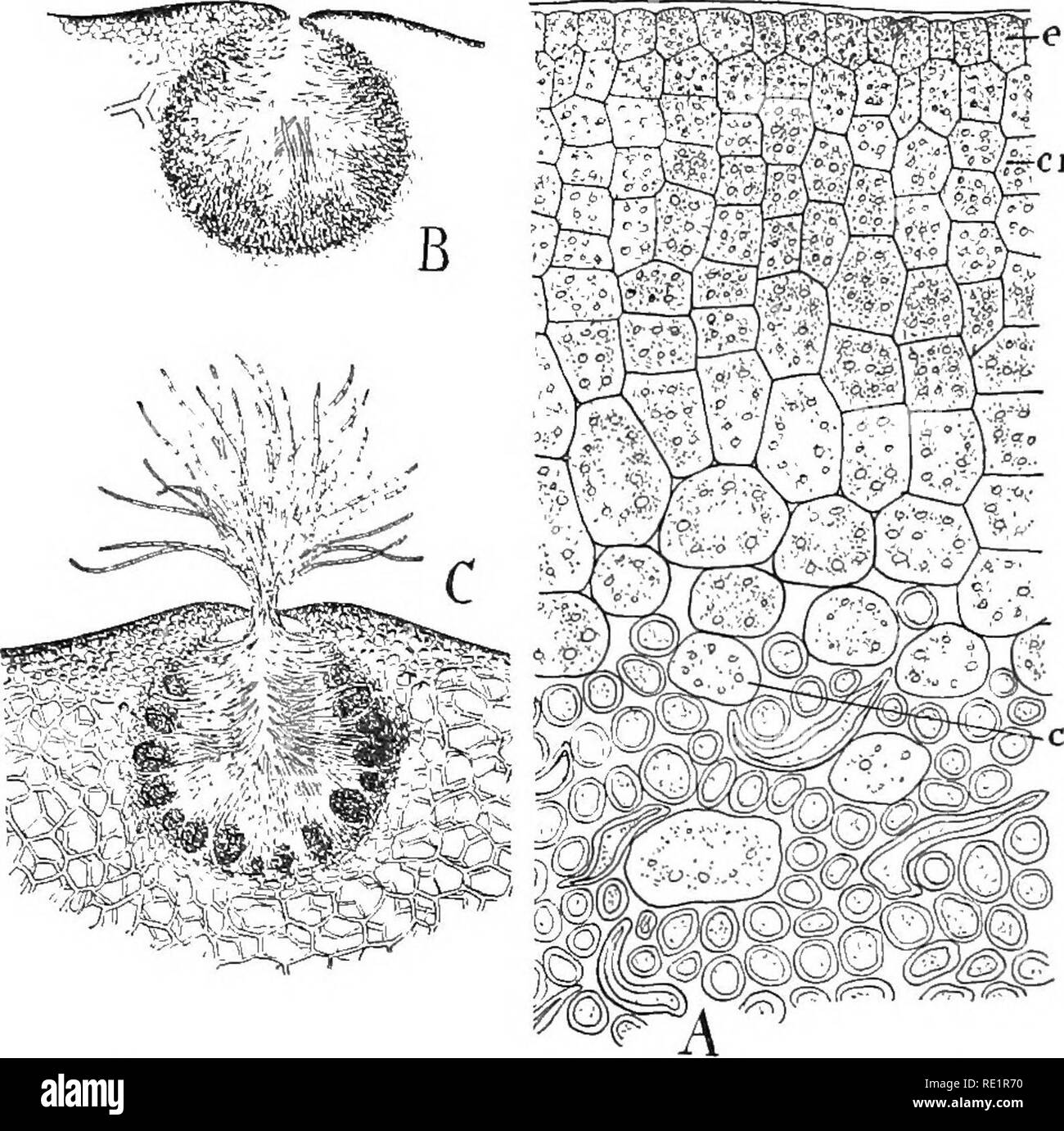 . Nature and development of plants. Botany. DEVELOPMENT OF PLANTS 207 ...