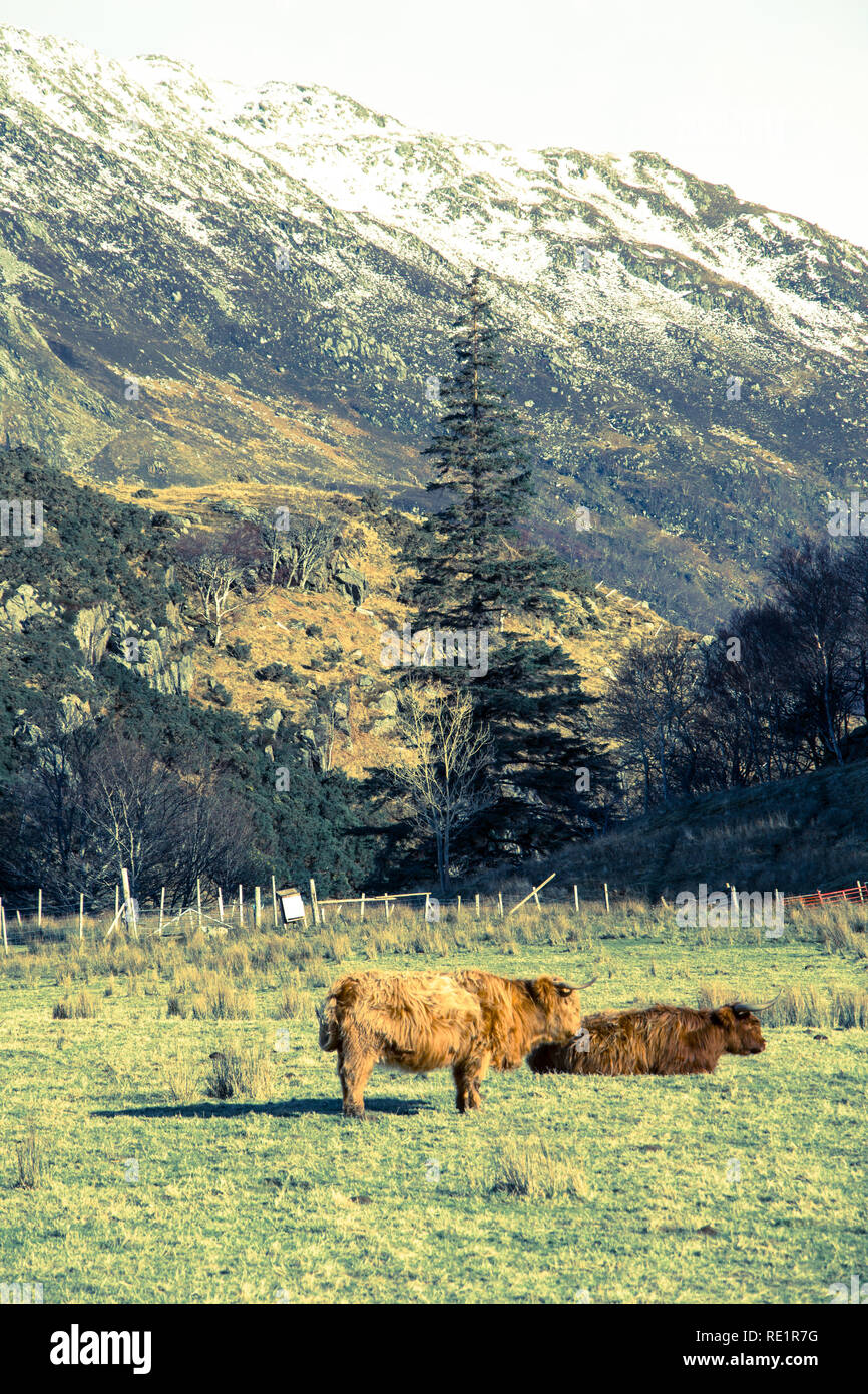 Highland cow stood in a Scottish meadow showing a curious interest in ...