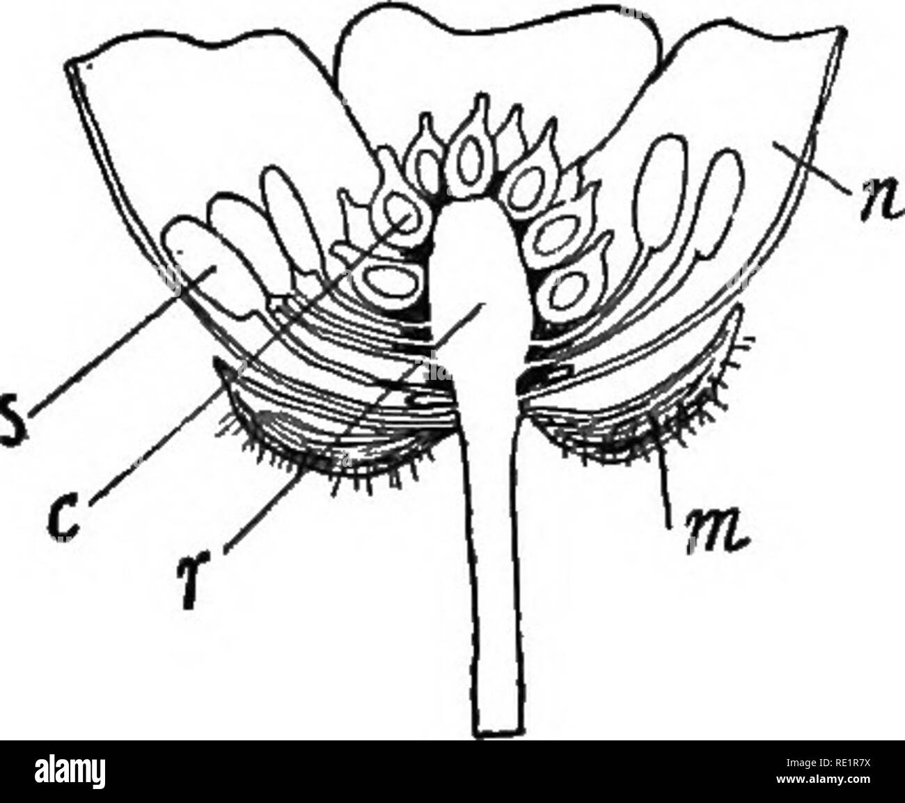 Buttercup seeds Cut Out Stock Images & Pictures - Alamy