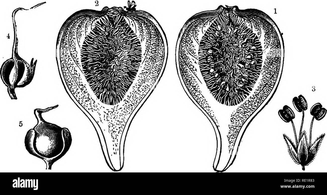 Gall Flowers Are Male Or Female at Jordan Timperley blog