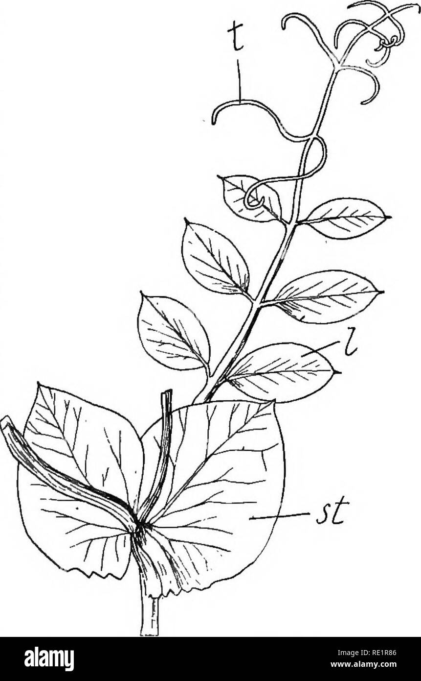 . Agricultural botany, theoretical and practical. Botany, Economic ...