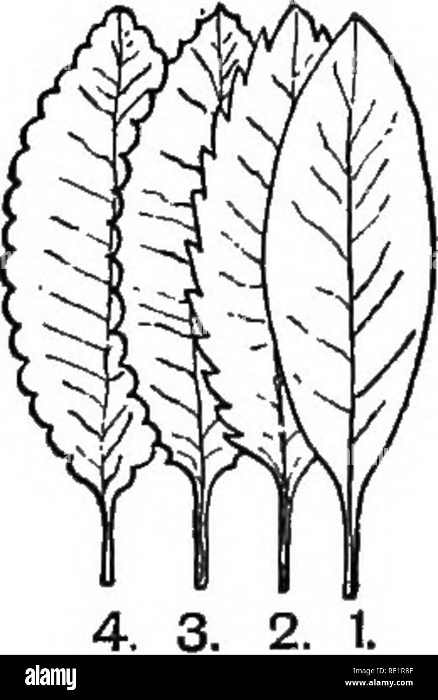 Linear Leaf High Resolution Stock Photography and Images - Alamy