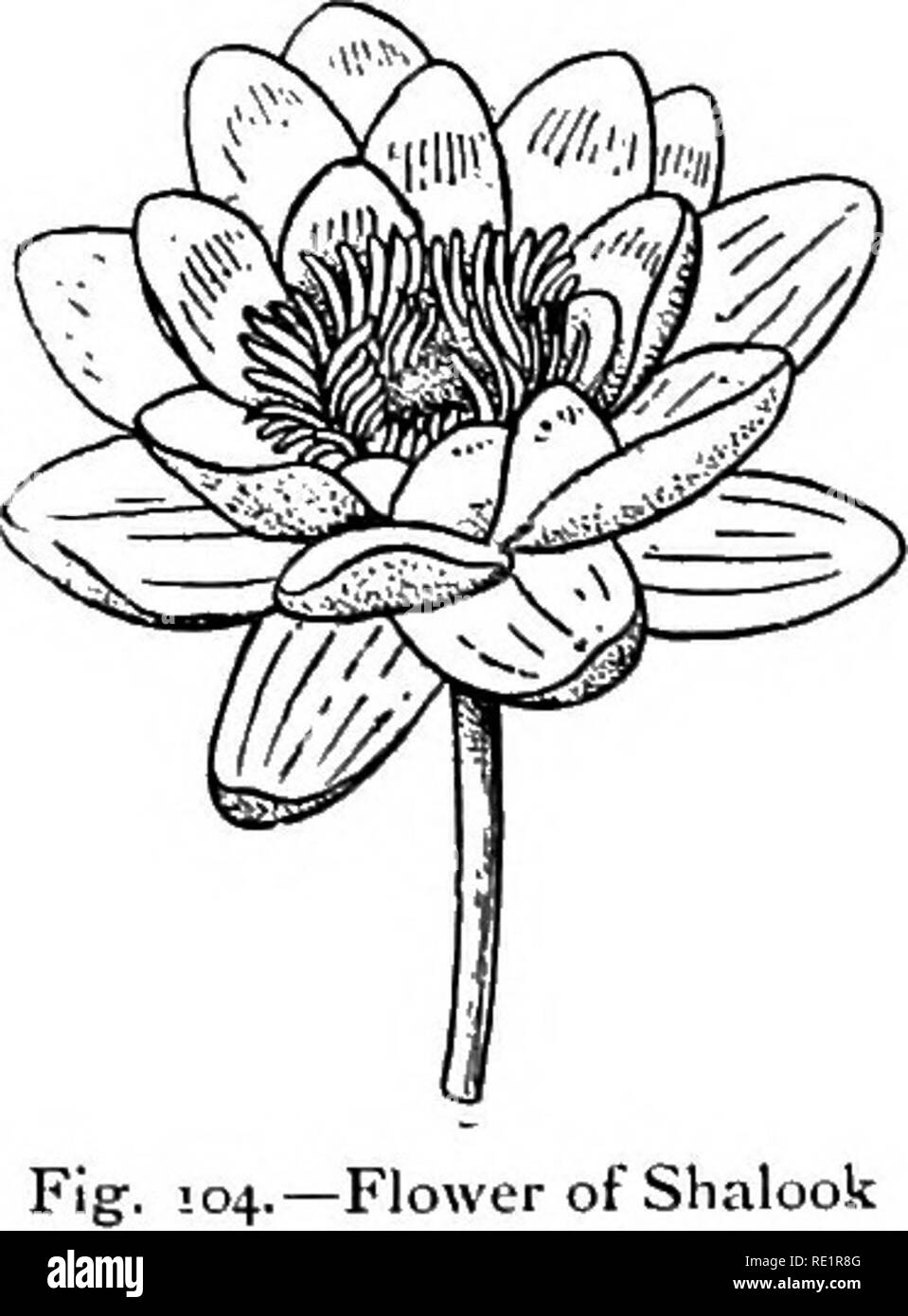 Indian badam Black and White Stock Photos & Images - Alamy