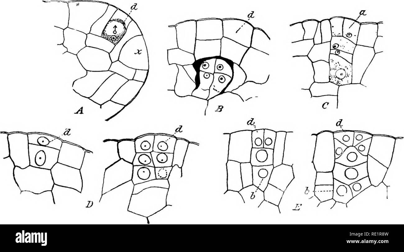 Apical cell Black and White Stock Photos & Images - Alamy