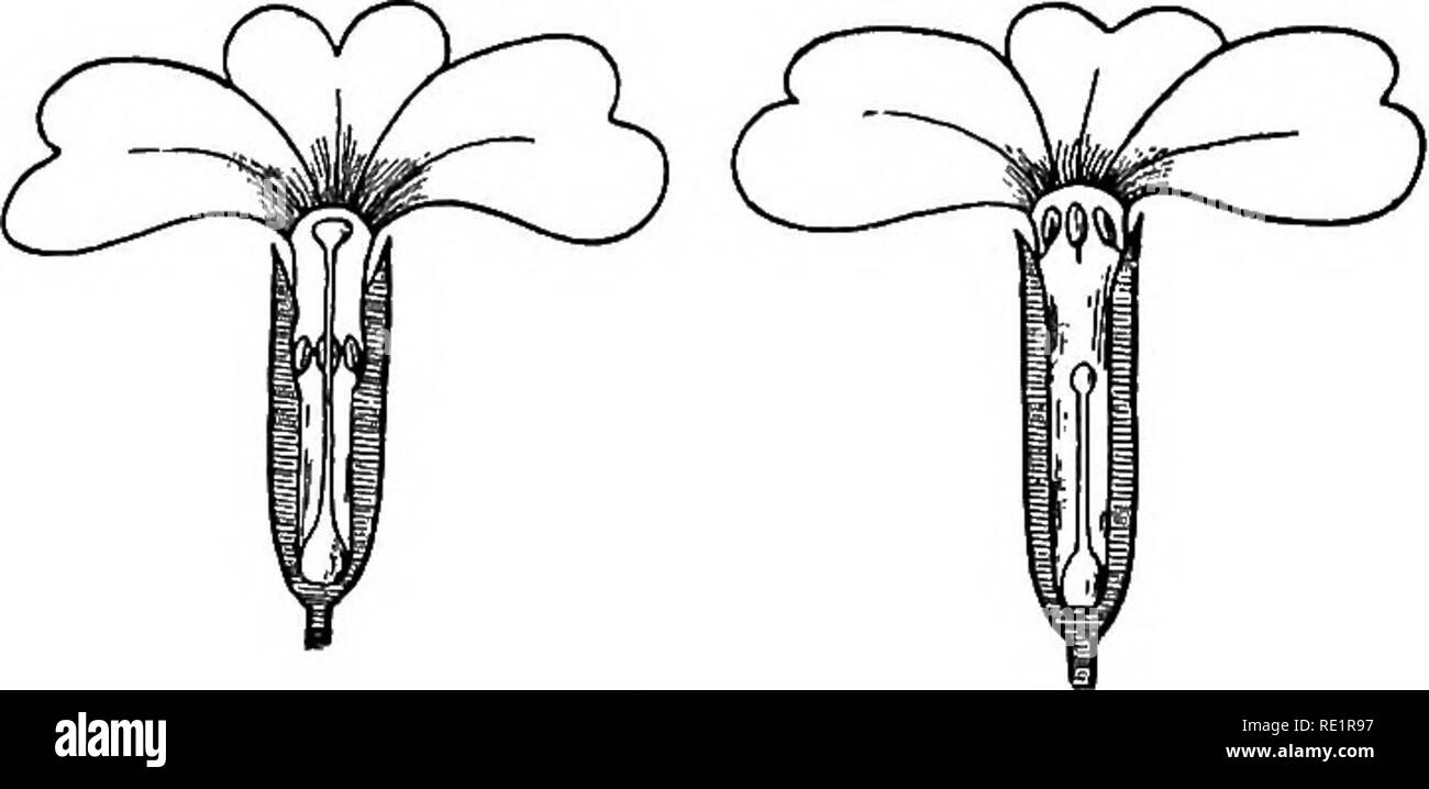 . A manual of Indian botany. Botany. io8 MORPHOLOGY style is short and ...