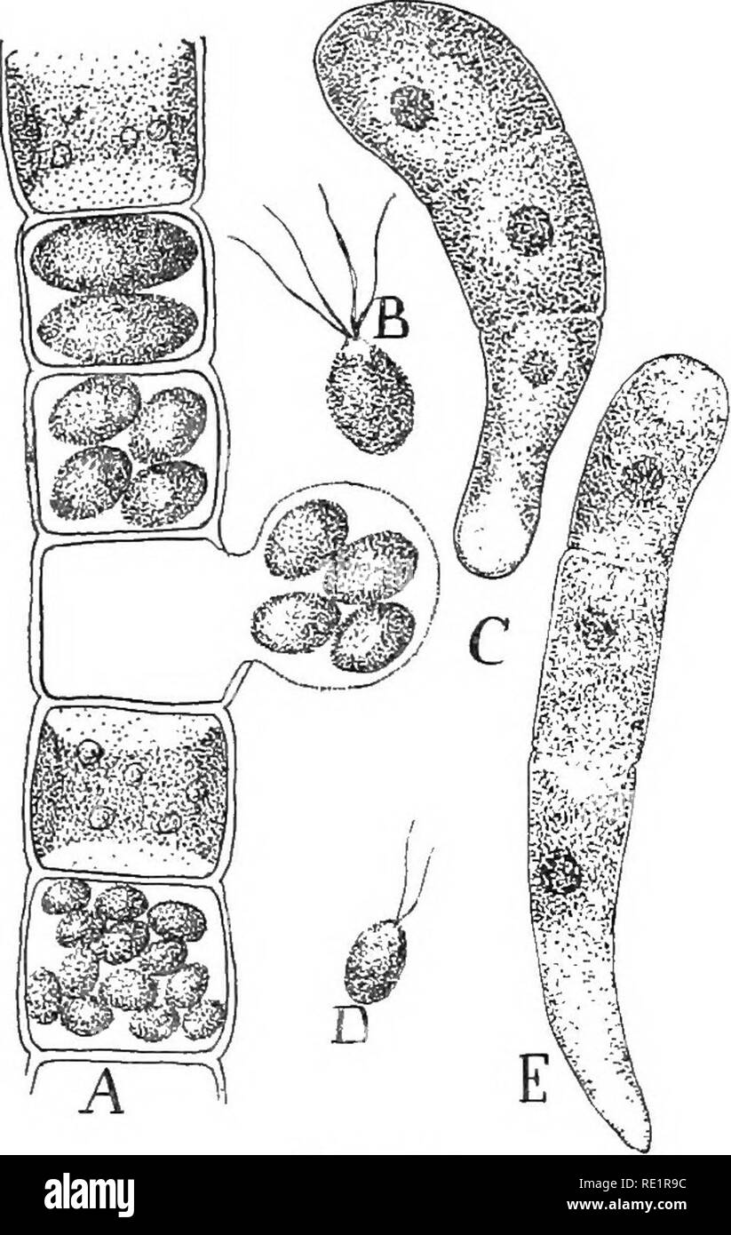 Ulothrix Structure Three Common Methods Of Reproduction Found In Algae