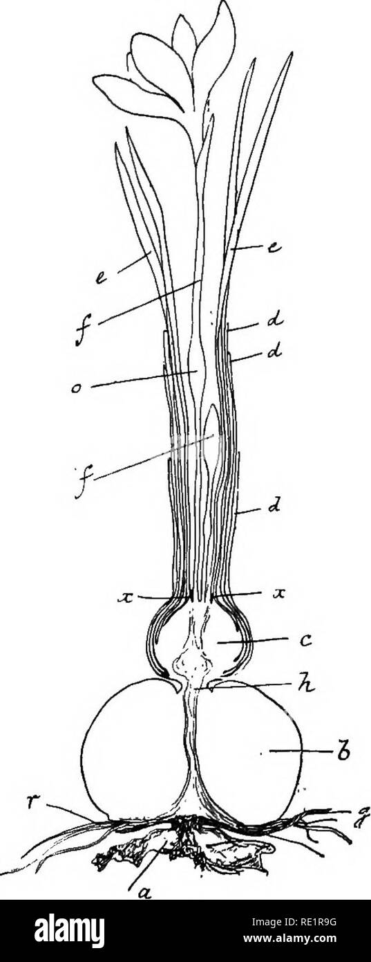 Grown from a corm hi-res stock photography and images - Alamy