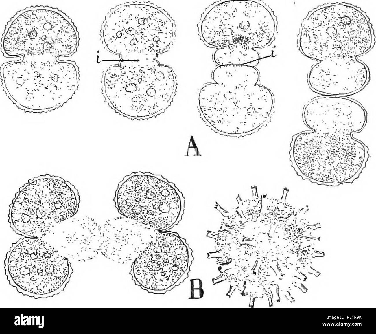 Plants for damp places Black and White Stock Photos & Images - Alamy