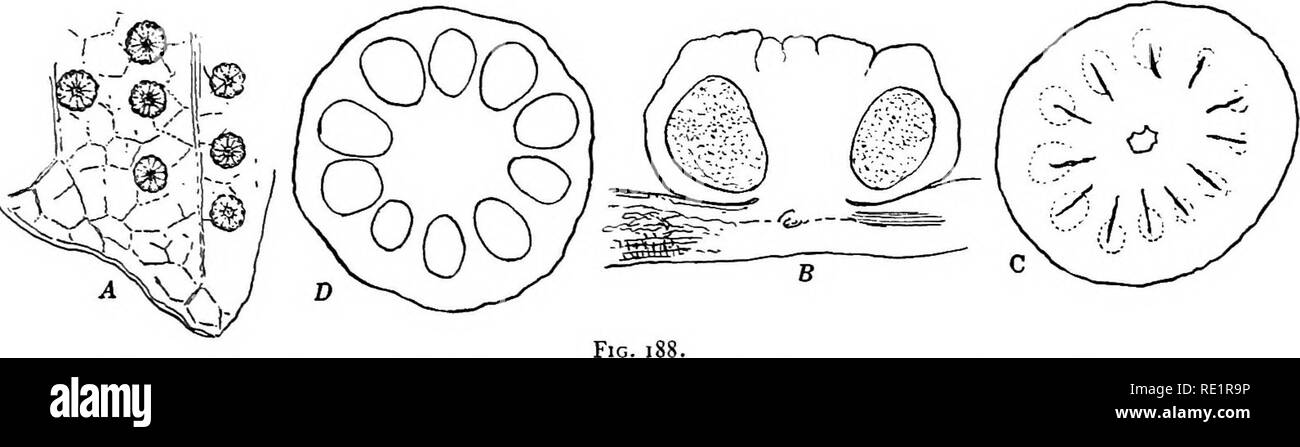 Marattiales hi-res stock photography and images - Alamy