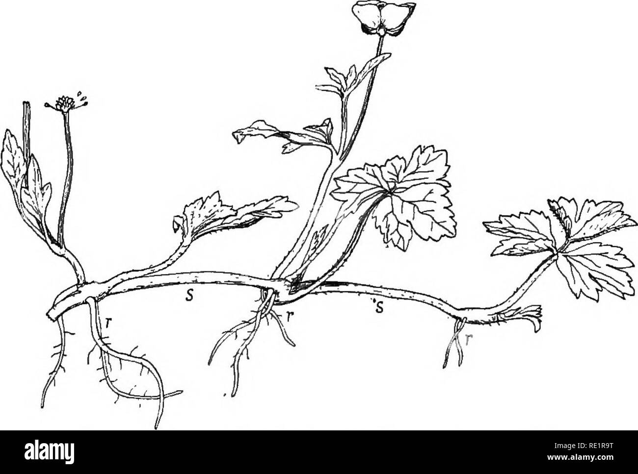 Creeping shoots above ground hi-res stock photography and images - Alamy