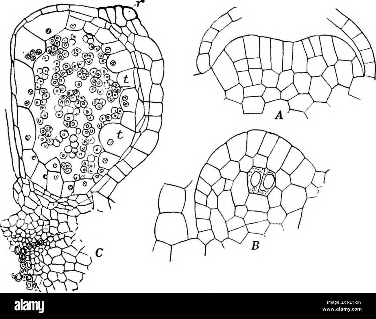 Side thinner Black and White Stock Photos & Images - Alamy