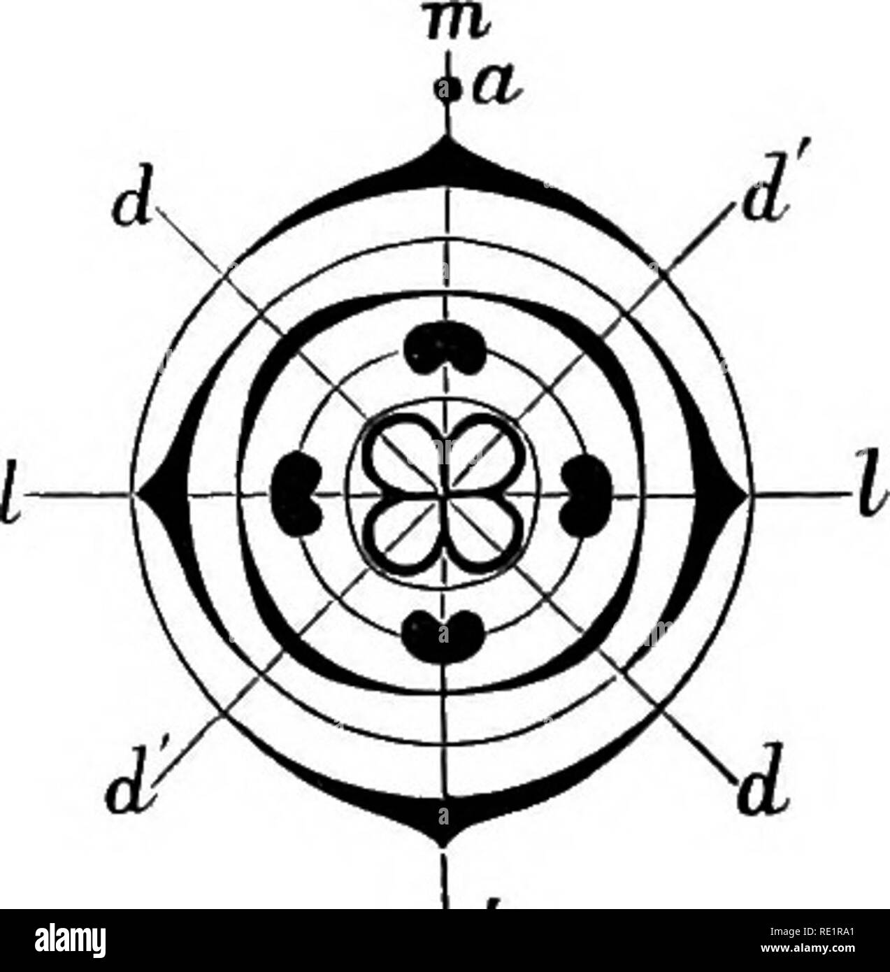 . A manual of Indian botany. Botany. io4 moRpMologv. Fig. 96. 7ii ...