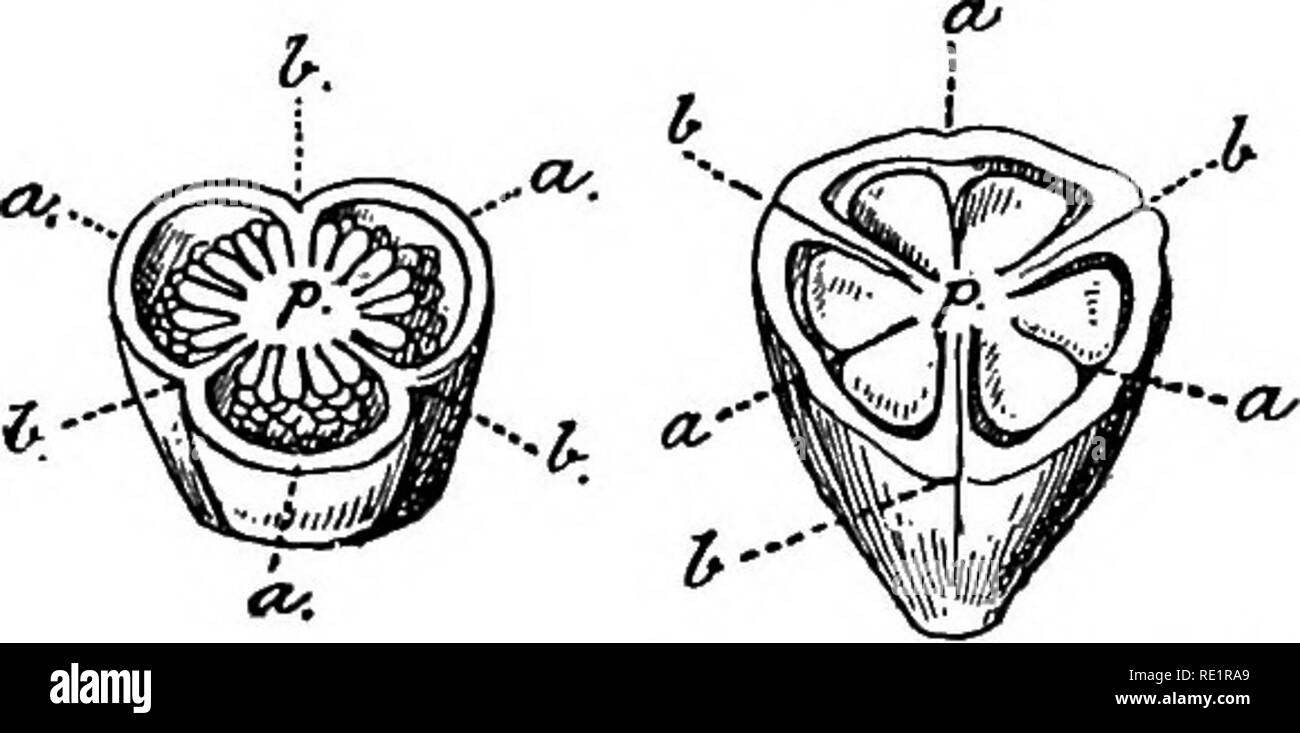 . A manual of Indian botany. Botany. mentioned above, marking the lines ...