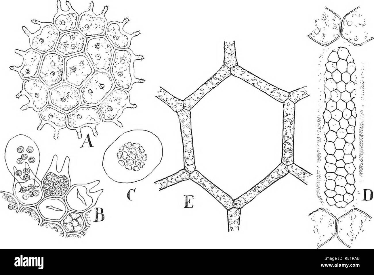 Forms colonies Cut Out Stock Images & Pictures - Alamy