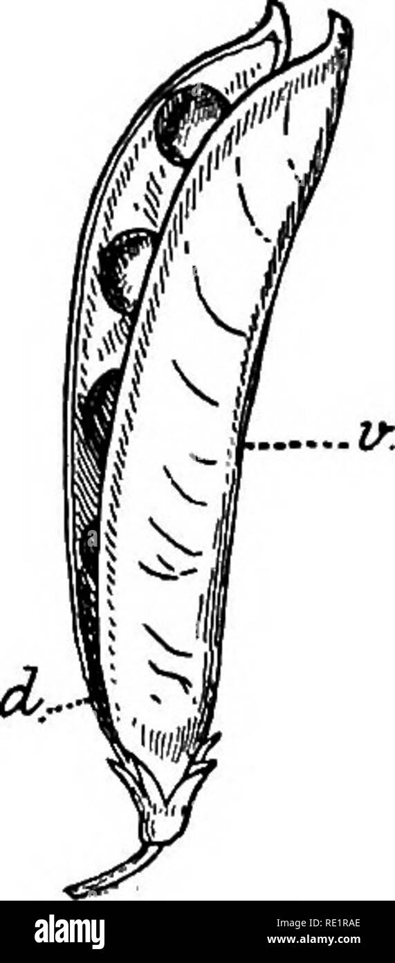 . A manual of Indian botany. Botany. THE FLOWER 99. mentioned above ...