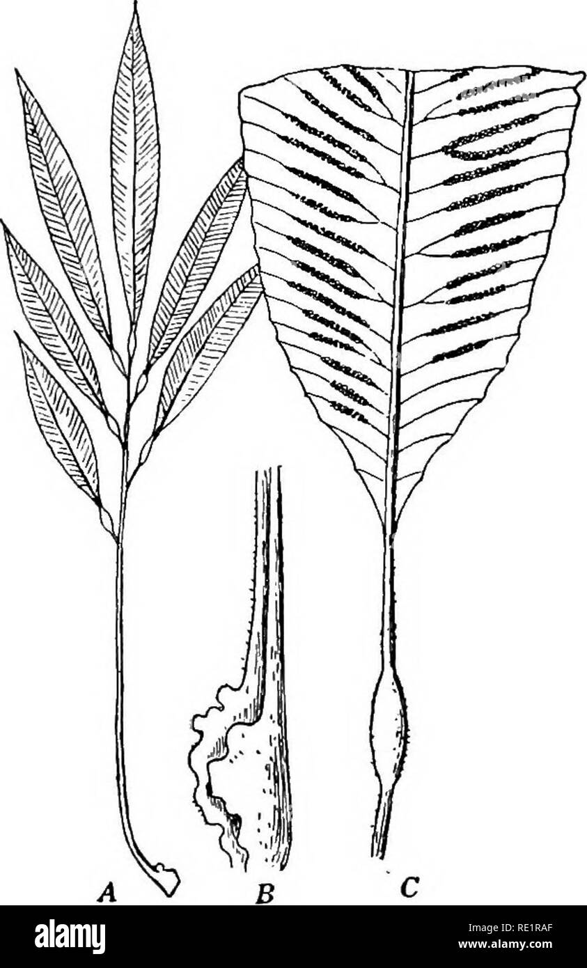 . The Eusporangiatae; the comparative morphology of the Ophioglossaceae ...