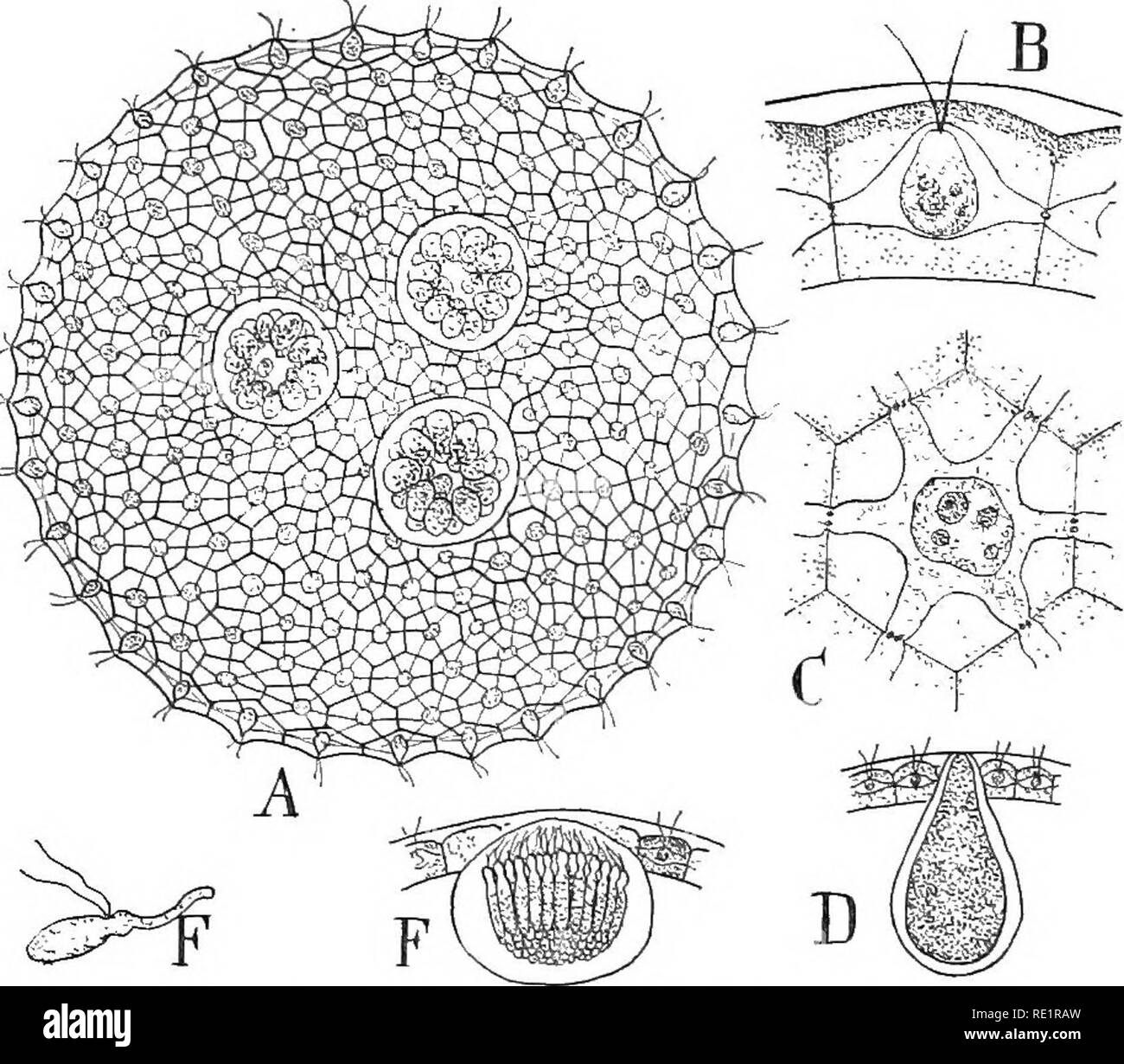 Female gamete Black and White Stock Photos & Images - Alamy