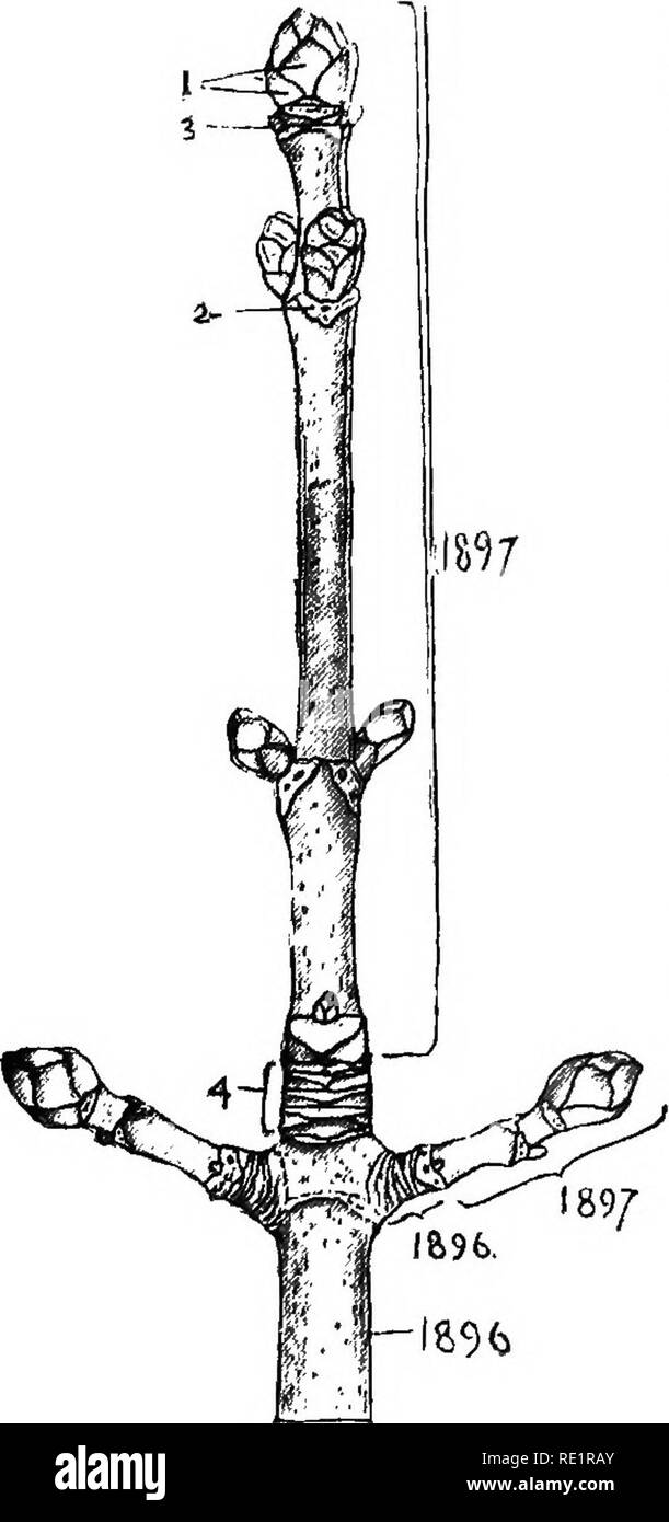 Sympodia hi-res stock photography and images - Alamy