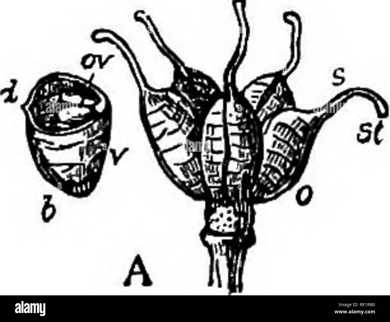 Closed leaf forms Cut Out Stock Images & Pictures - Alamy