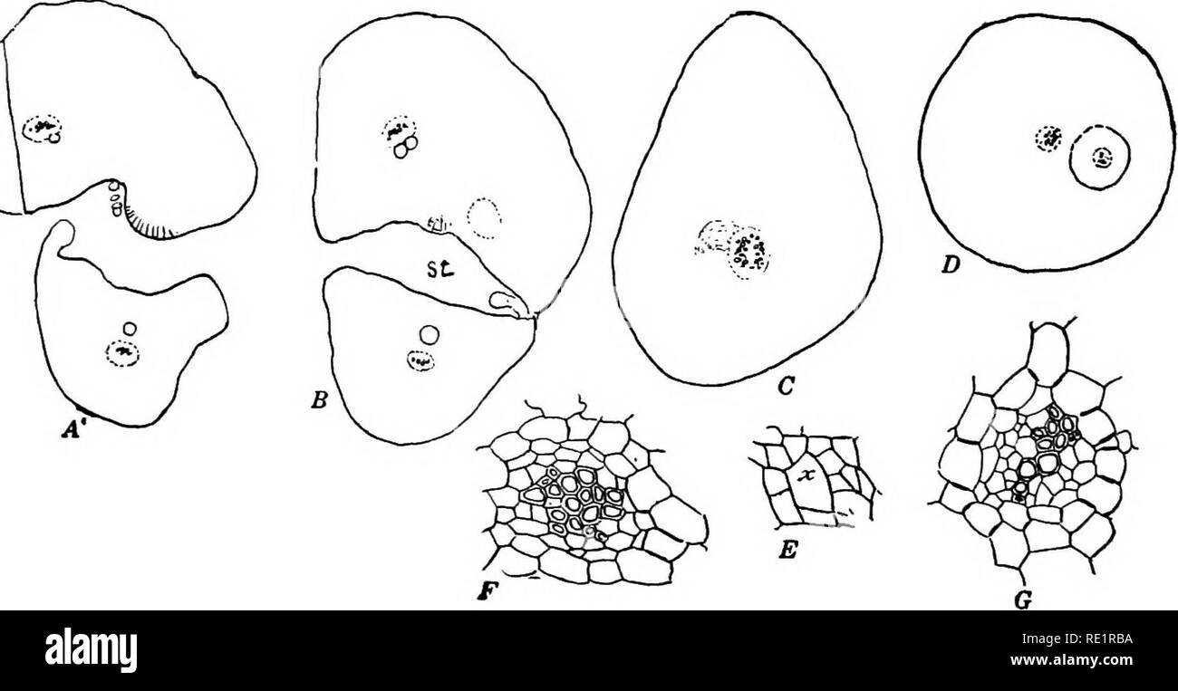 . The Eusporangiatae; the comparative morphology of the Ophioglossaceae ...