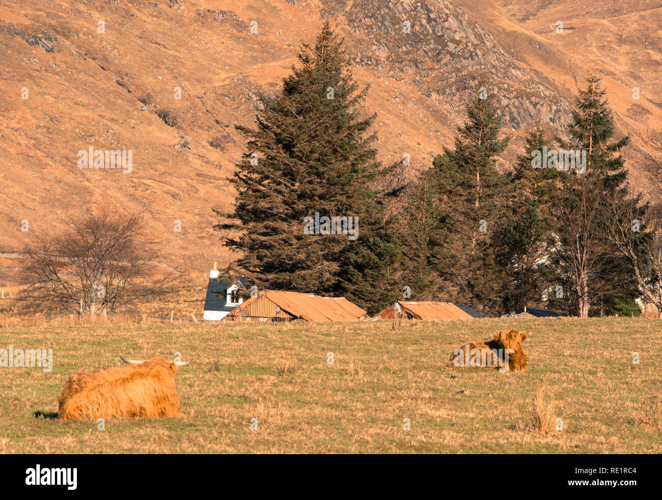 Highland cow stood in a Scottish meadow showing a curious interest in ...