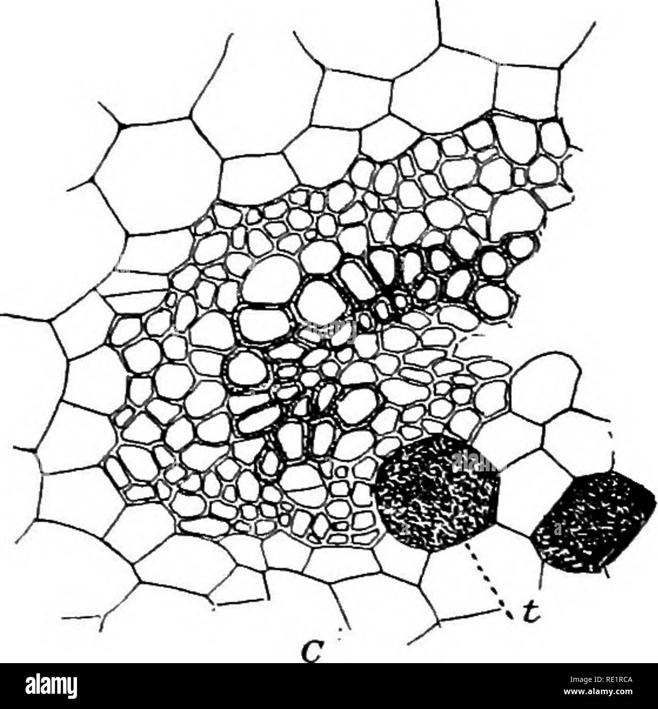 Vascular bundle leaf Cut Out Stock Images & Pictures - Alamy