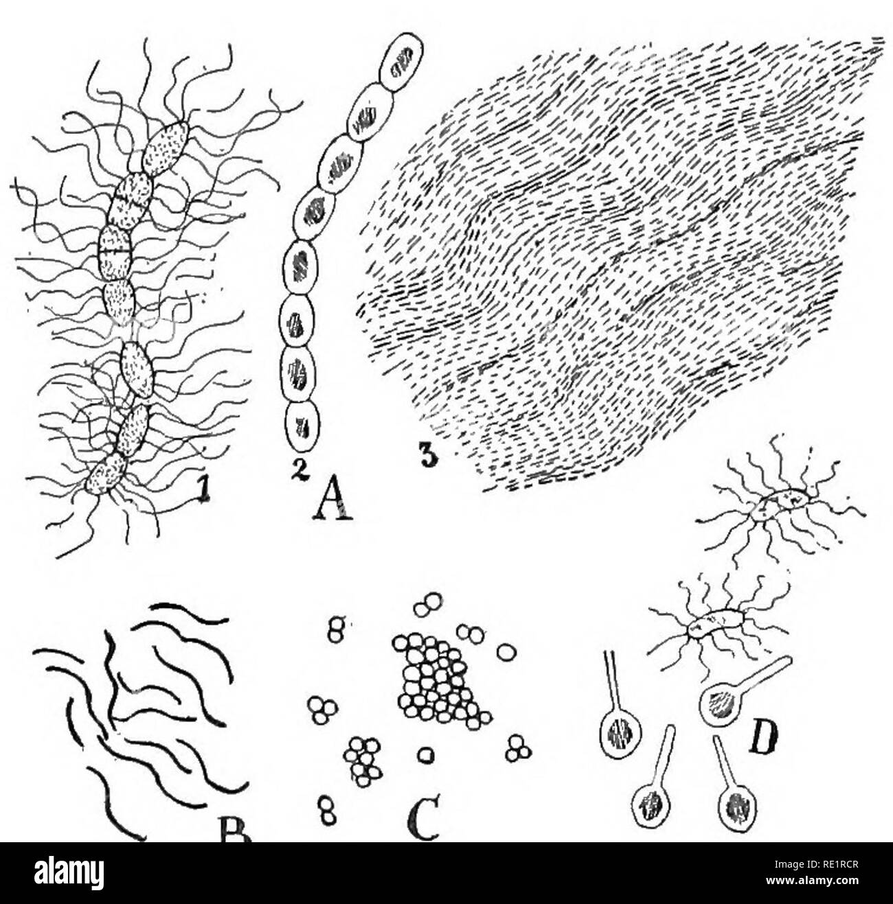 . Nature and development of plants. Botany. DEVELOPMENT OF PLANTS 155 ...