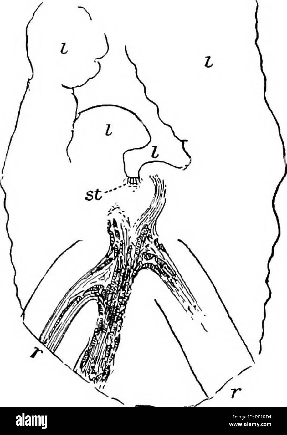 Peltate leaves Black and White Stock Photos & Images - Alamy