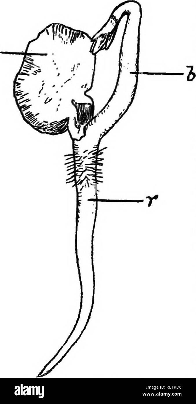 Hypocotyl Black and White Stock Photos & Images - Alamy