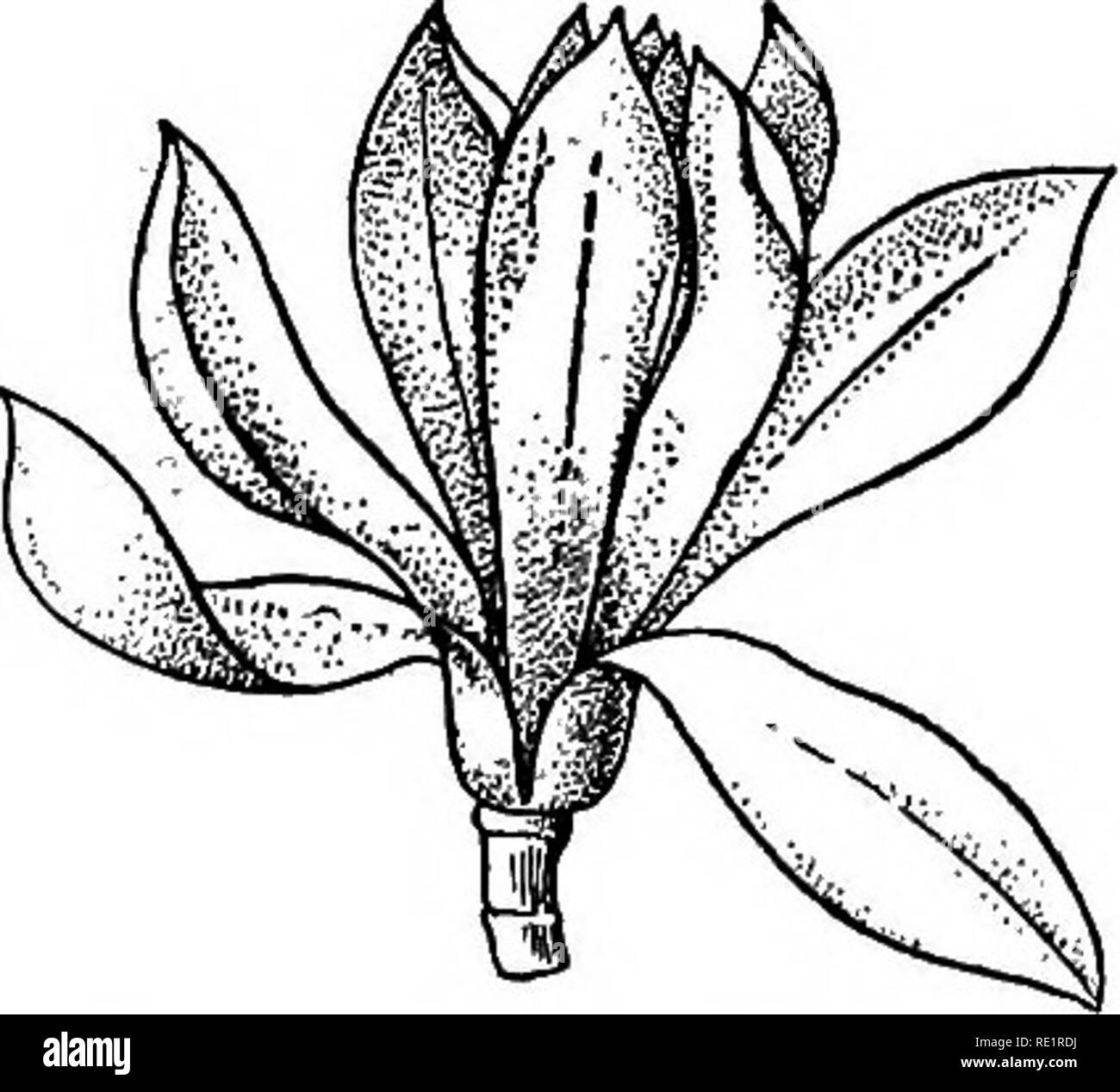 Champa flower Black and White Stock Photos & Images - Alamy